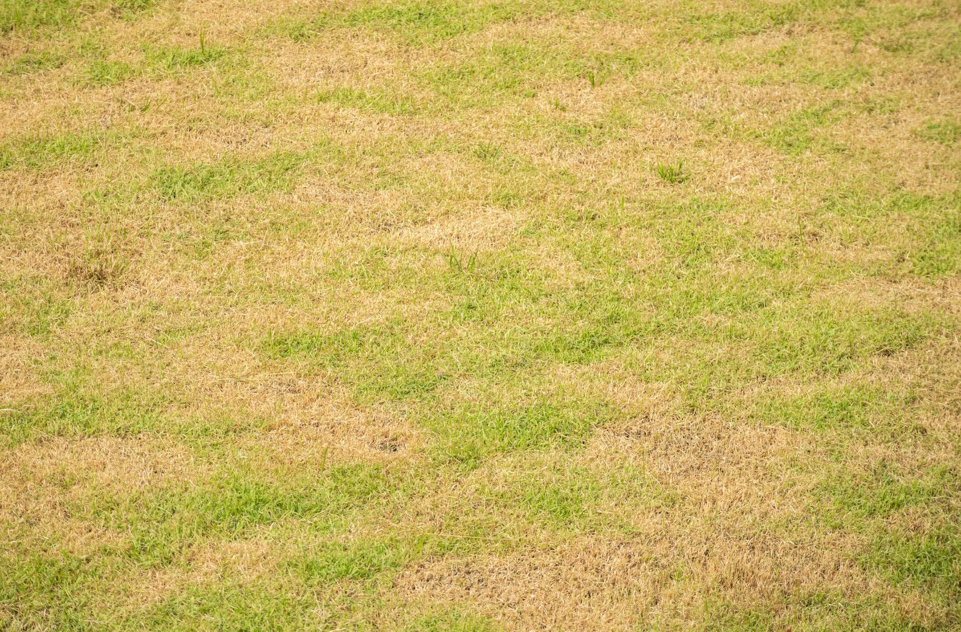 Solving Yellow Patches in Your Lawn